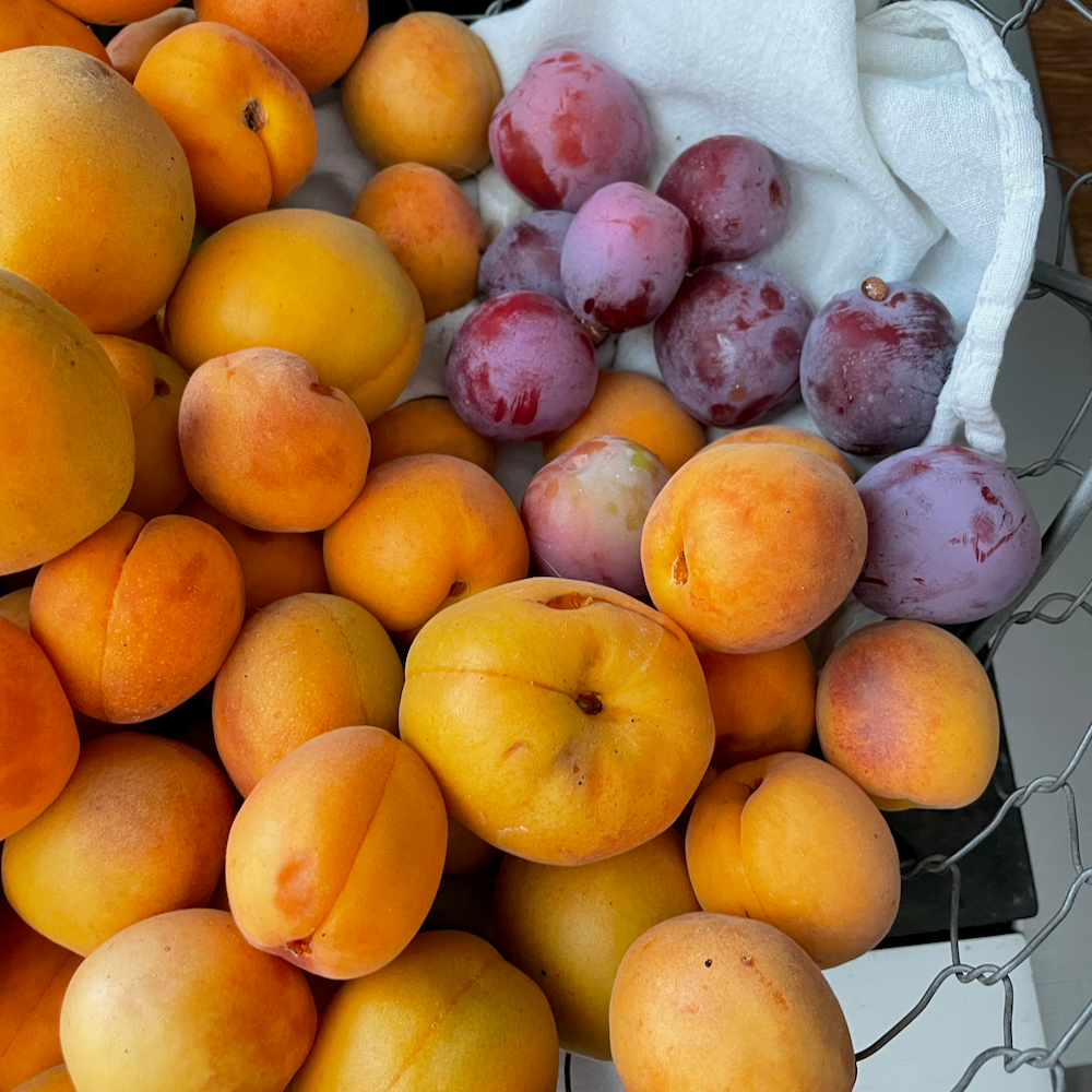 Products – Lemon Bird Preserves